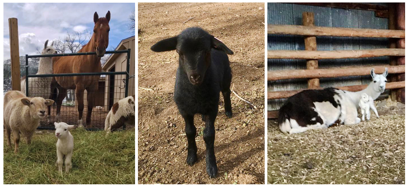 Grassfed Lamb - Sunrise Ranch