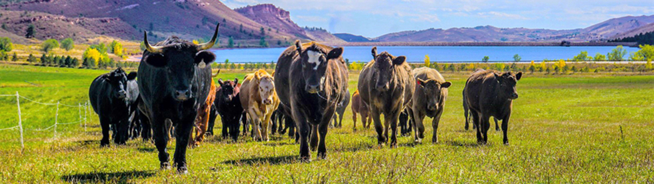 Purchase Beef - No Contact Delivery and at Farmer's Market